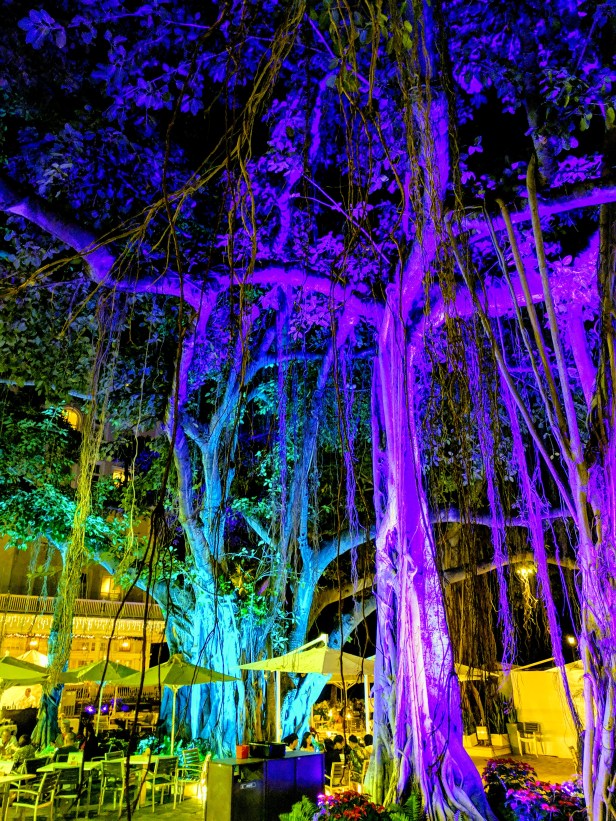 What is Under the Trees? Life! #SundayStills – Working on Exploring
