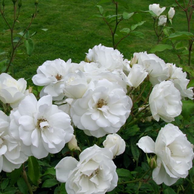 Walking on Clouds #SundayStills – Working on Exploring