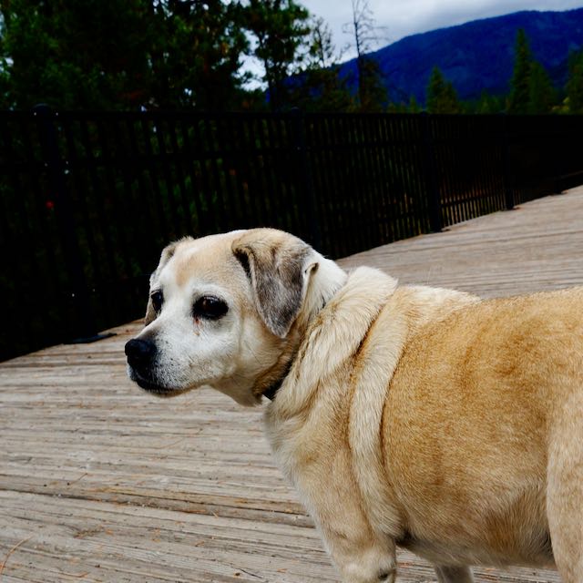 The Traveling Puggle #Pets #SundayStills – Working on Exploring